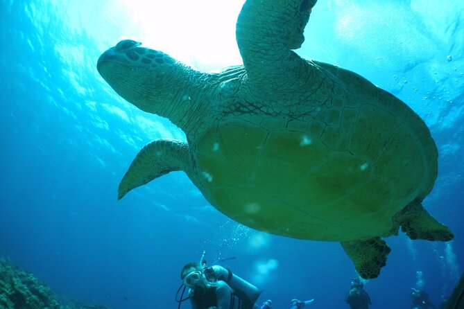 Full Day Guided Boat 2diving in Kerama Islands（License Required） - Inclusions