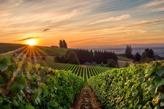 Full Day Guided Wine Tour With Tasting and Lunch - Meeting and Pickup