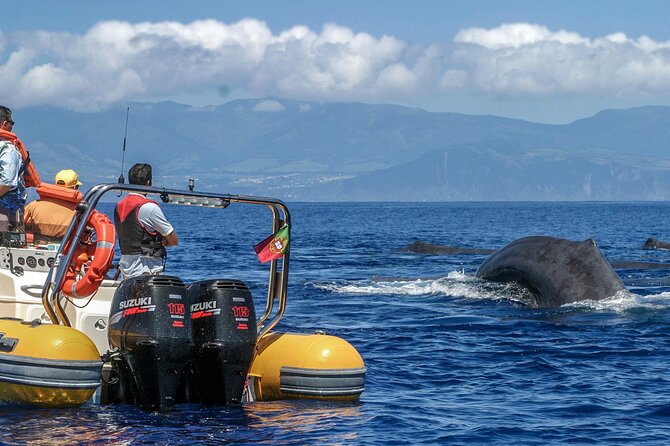 Full-Day Whales & The Princess Ring Islet Review - Meeting and Pickup Information