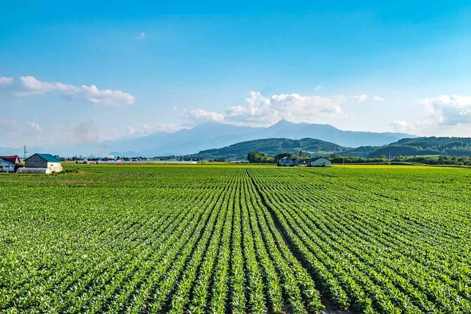 Furano & Biei 4 Hour Tour: English Speaking Driver Only, No Guide - Driver and Communication