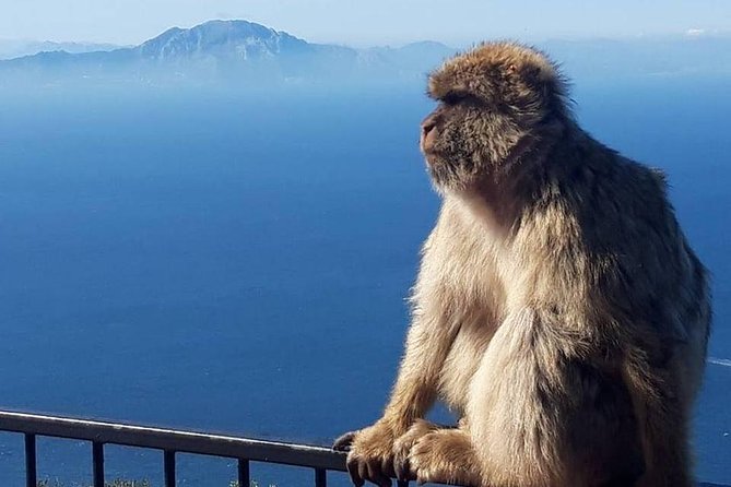 Gibraltar Sightseeing : Classic Rock Tour Plus World War 2 Tunnels (Private) - Key Attractions