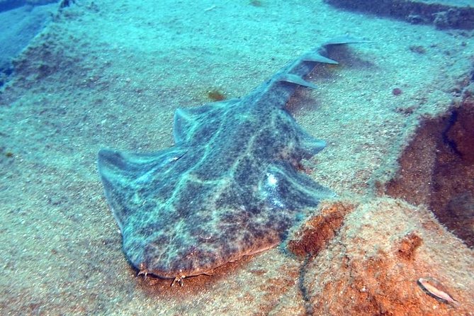 Gran Canaria 3 Days / 6 Dives in Various Locations - Marine Life and Underwater Exploration