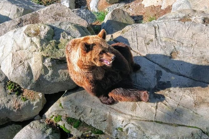 Guided Ranua Wildlife Park Tour, Small Group Adventure - Tour Highlights and Inclusions