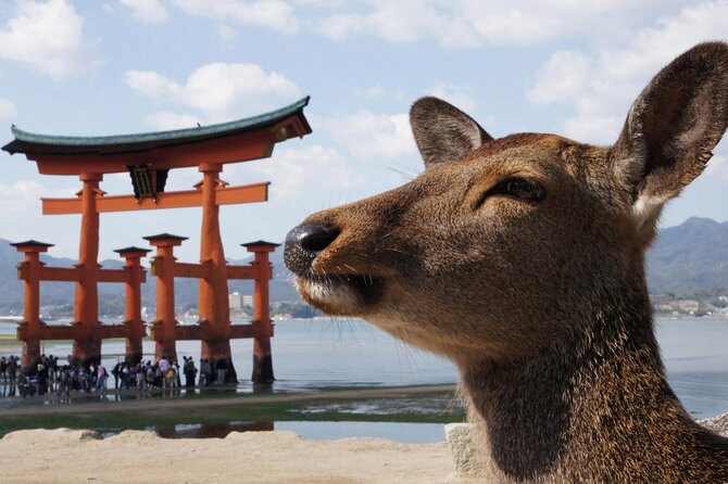Hiroshima and Miyajima Bus Tour With Indian Lunch - Meeting and Pickup