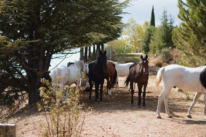 Horse Riding Madrid Natural Park (long Trip) - Meeting and Pickup