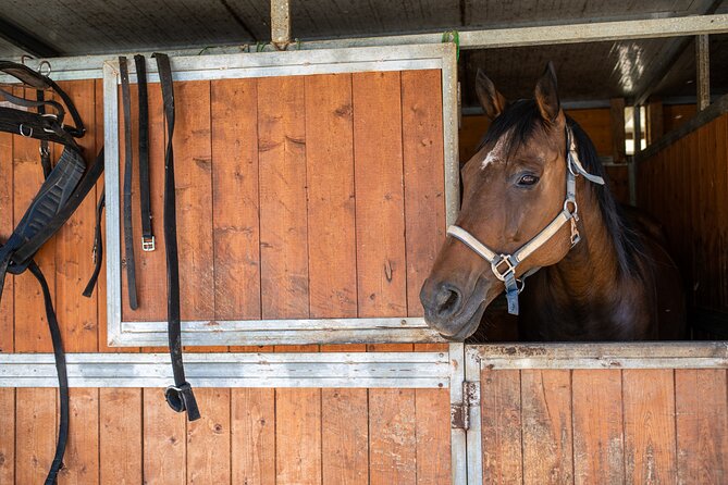Horseback Riding Tour With Tuscan Picnic in Val Dorcia and Valdichiana - Itinerary and Inclusions