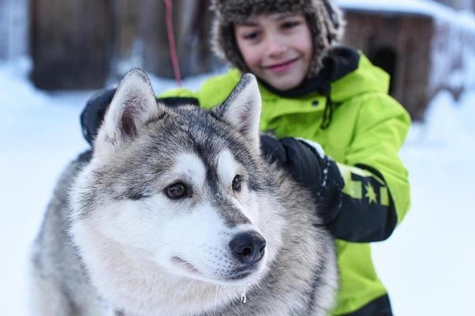 Husky Safari From Levi 2 KM or 5 KM With Husky Sledge Ride - Inclusion and Exclusion