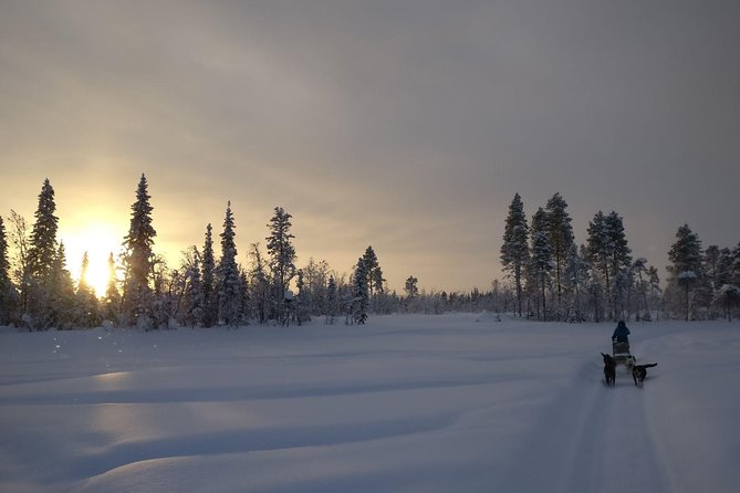 Husky Tour Sit and Drive Combo Tour From Kiruna - What to Expect During the Tour