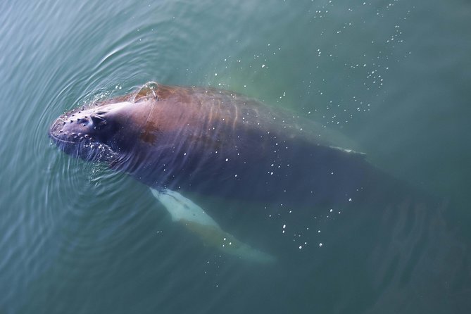 Iceland Super Saver: Northern Lights Cruise Plus Whale-Watching Tour From Reykjavik - Planning Your Visit: Departure Times and Meeting Point Details