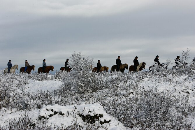 Icelandic Horse Riding and Whale Watching Tour From Reykjavik - Guided Experiences and Professional Local Expertise