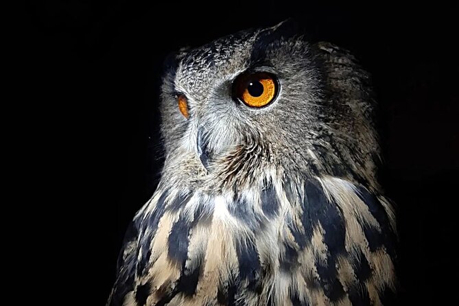 Interactive Educational Course on Birds of Prey - Feedback From Participants