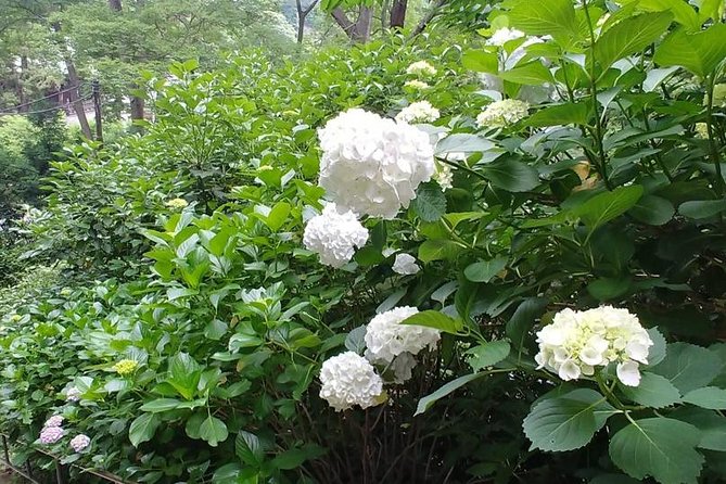Kamakura and Eastern Kyoto With Lots of Temples and Shrines - Transportation and Accessibility