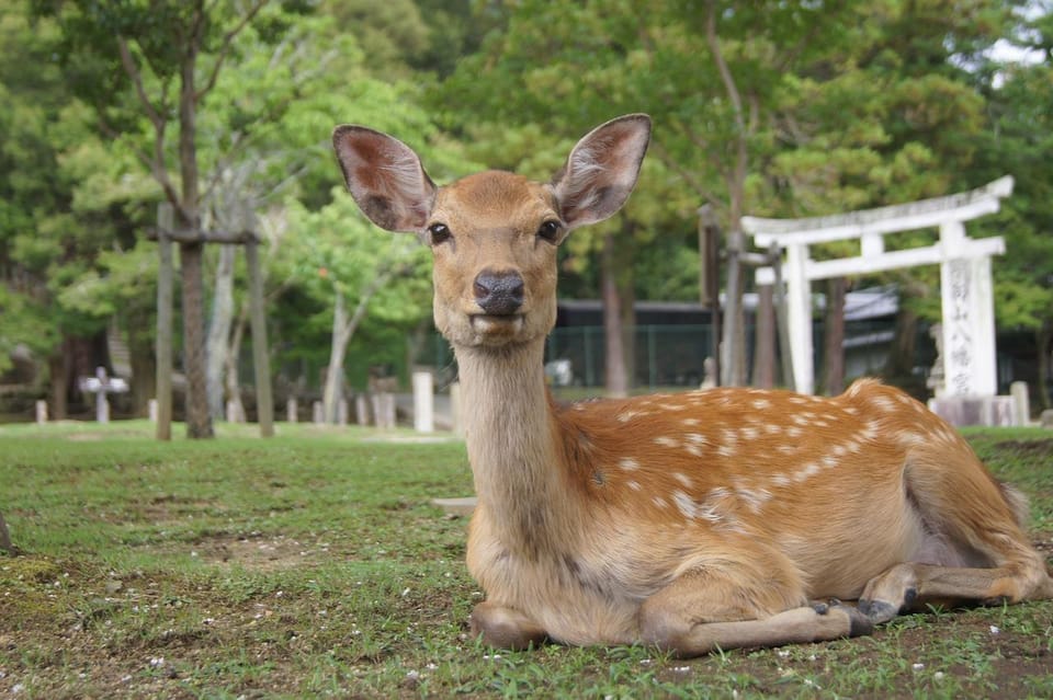 Kansai 10-Hour Chartered Day Trip｜Nara City - Frequently Asked Questions