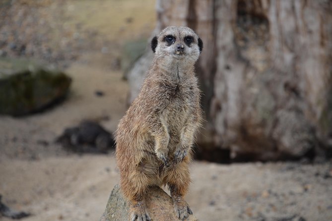 Krakow: Zoo With Hotel Transfer - Inclusions