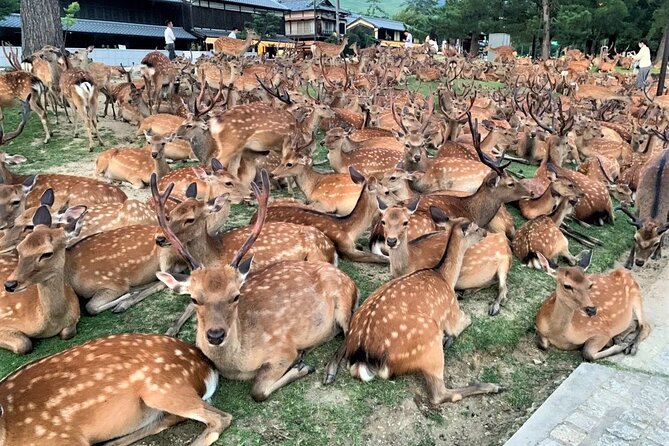 Kyoto & Nara Private Tour From Osaka Kyoto Hotel Pick-Up - Inclusions