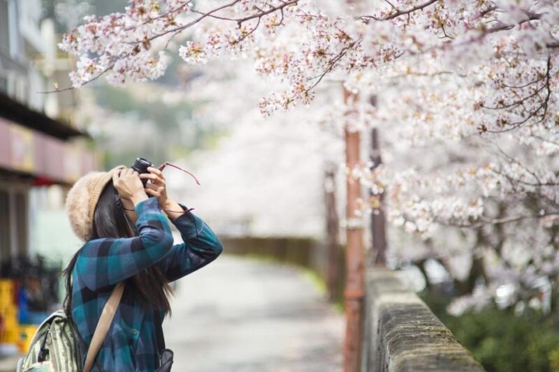 Kyoto Unveiled A Tale of Heritage, Beauty & Spirituality - Marveling at Maruyama Parks Floral Splendor