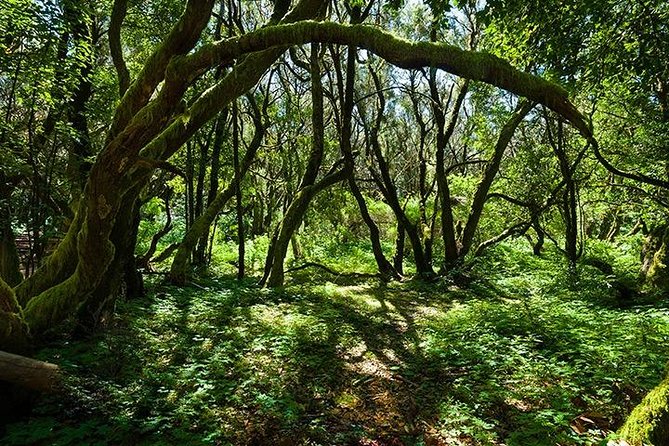 La Gomera Day Trip From Tenerife - Discovering Garajonay National Park