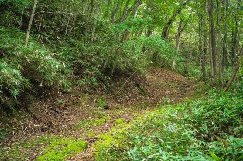 Lake Tachibana: Hike to a Hidden Lake! - Hiking Experience: Exploring the Hidden Volcanic Lake