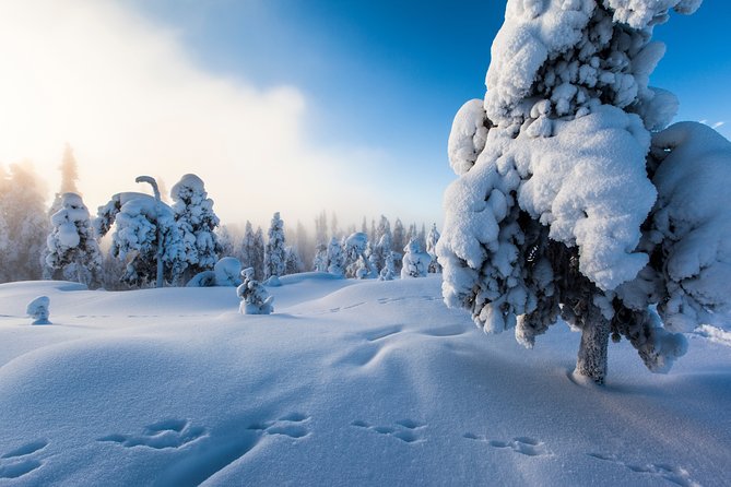 Lapland Snowmobile Safari From Levi - Whats Included in the Tour