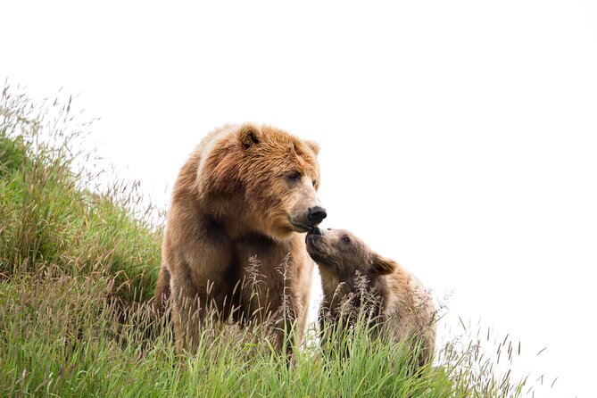 Libearty Bear Sanctuary and Dracula's Castle Review - Libearty Bear Sanctuary Highlights