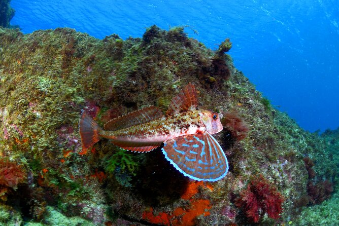 Lisbon Eco-Try Dive - Diving Baptism - Meeting and End Points for Your Dive