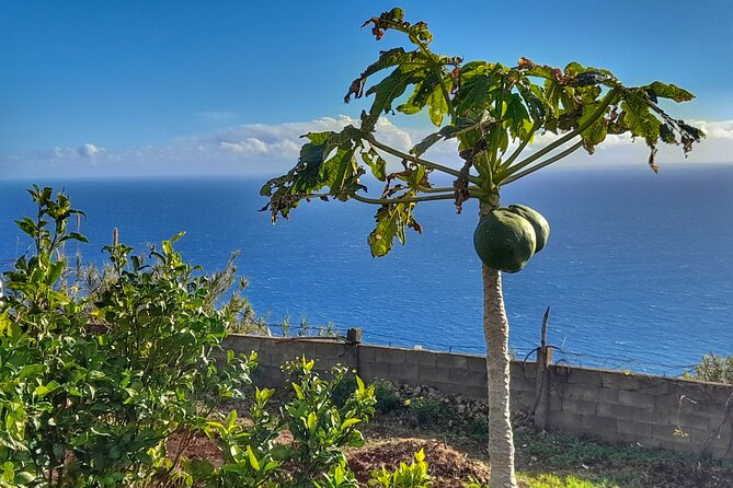 Madeira Genuíne Food Experience at Re-Canto - Culinary Highlights