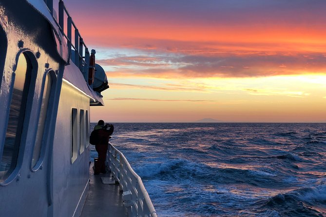 Magical Whales in the Midnight Sun | From Reykjavik - Marveling at Marine Wonders