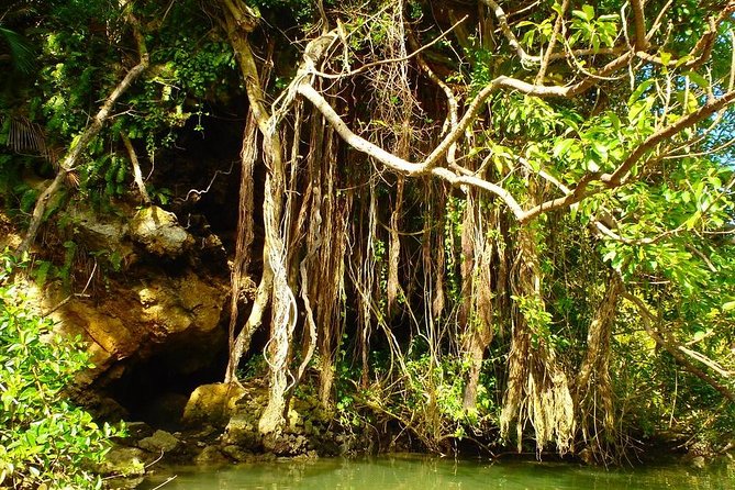 Mangrove Kayaking to Enjoy Nature in Okinawa - Exploring the Kadena Mangrove Forests