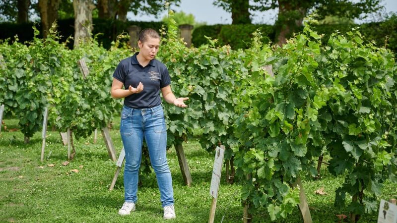 Margaux - Guided Tour of the Château and Tasting of 4 Wines - Discovering the Margaux Appellation