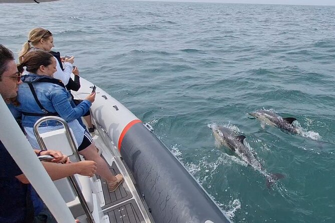 Meet the Lisbon Dolphins - Dolphin Watching in Lisbon - What to Expect on the Dolphin Watching Tour