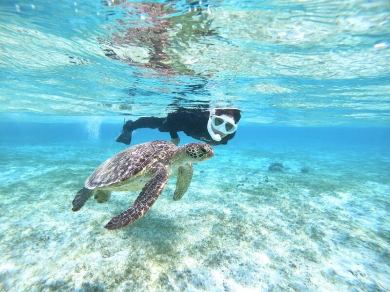 Miyako Island: Kayaking and Snorkeling Experience - Highlights of the Adventure