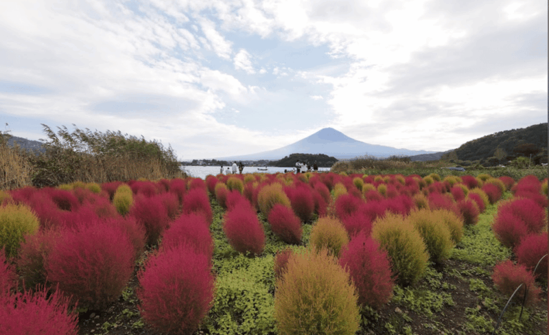 Mount Fuji and Hakone Customized Private Tour - Pickup Location