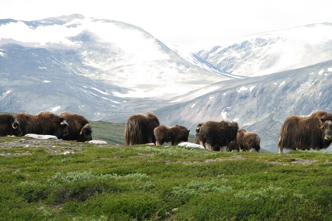 Muskox Safari From Hjerkinn | Dovre & Lesja Aktiv - The Unique Dovrefjell Setting