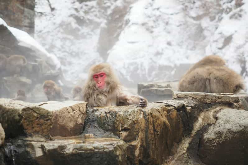 Nagano, Snow Monkey Park, Zenkoji Temple English Guide Tour. - Itinerary