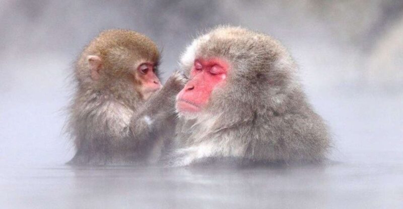 Nagano: Snow Monkeys, Zenkoji Temple & Sake Day Trip - Highlights of the Itinerary