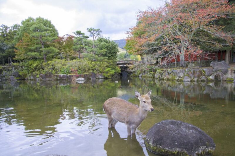 Nara Like a Local: Customized Guided Tour - Taking in Naras Rich Cultural Heritage