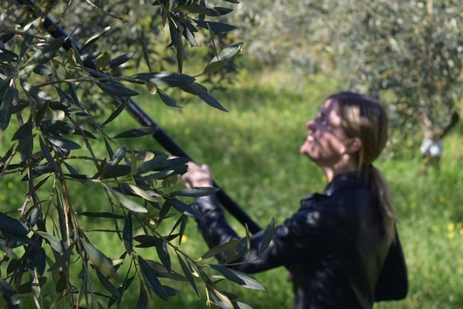 Olive Oil Experience - Olive Oil Tasting and Appreciation