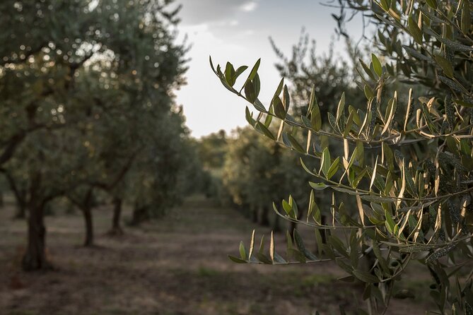 Olive Oil Tour Visit to the Oil Mill and Olive Oil Tasting - Included Experiences