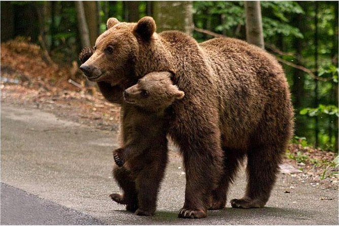 One Day Trip Bear Sanctuary, Dracula Castle, Rasnov Fortress From Brasov - The Bear Sanctuary