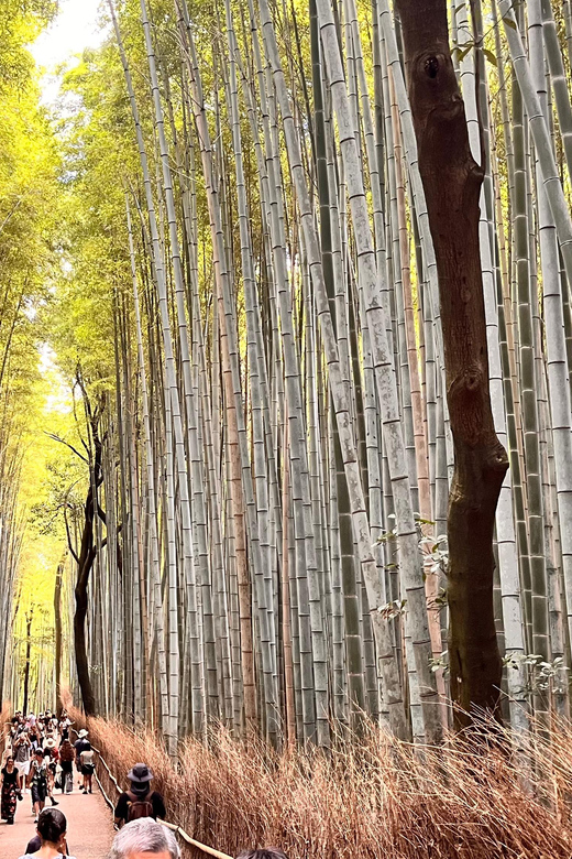 Osaka:Kyoto & Nara UNESCO World Heritage Sites Guided Tour - Itinerary Highlights