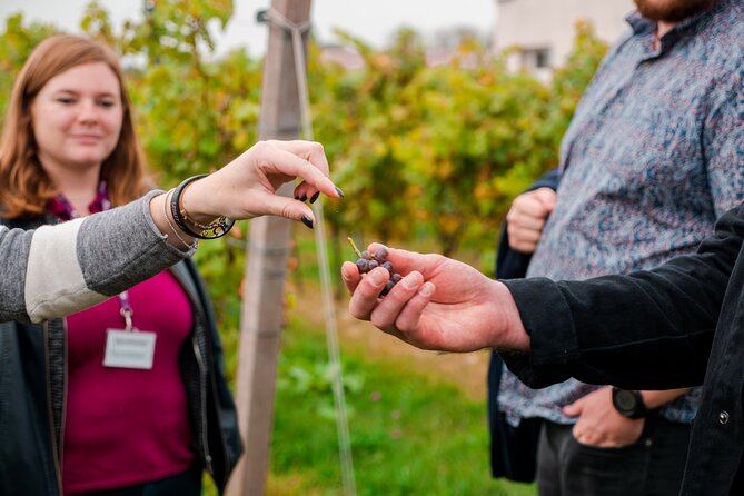 Pagus Wine Tours® - Sirmione by Boat and Amarone - Full Day Tour - Itinerary and Activities