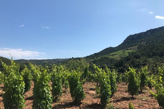 Priorat Wine Tasting Tour From Salou With Hotel Pickup - Wine Tasting Experience