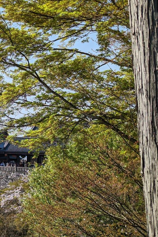 Private 8 Hour Tour Around Kyoto With Spanish Guide - Customer Reviews
