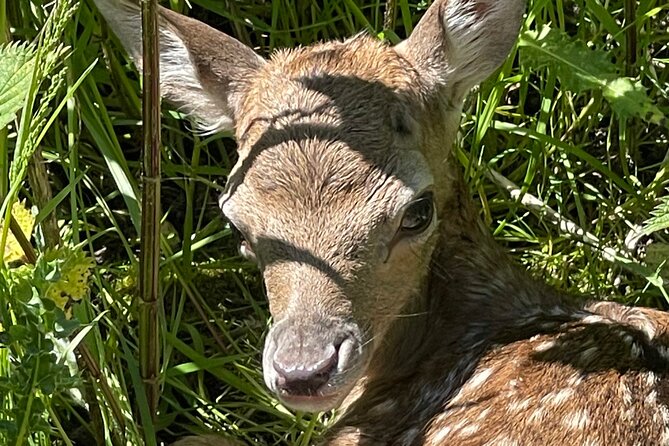 Private Deer Park Tour and Day Out in Leek - Tour Details and Pricing