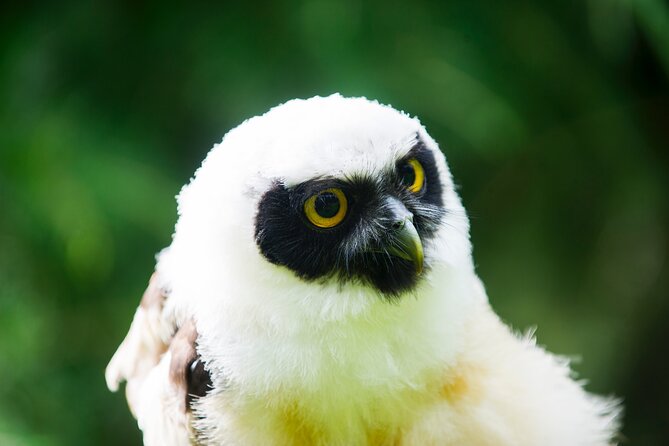 Private Family Bird of Prey Experience in Carlisle - Inclusions
