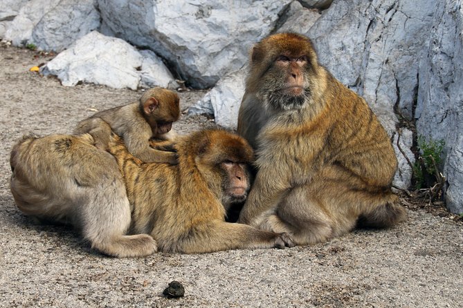 Private Gibraltar Day Tour From Seville - Important Information