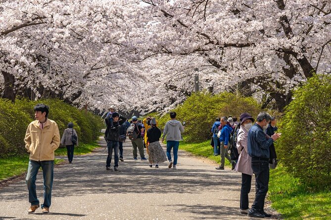 Private Hiroshima Cherry Blossom and Sakura Experience - Indulging in a Traditional Japanese Picnic