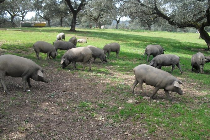 Private Iberian Ham Tour to the Sierra De Aracena - Inclusions and Comfort