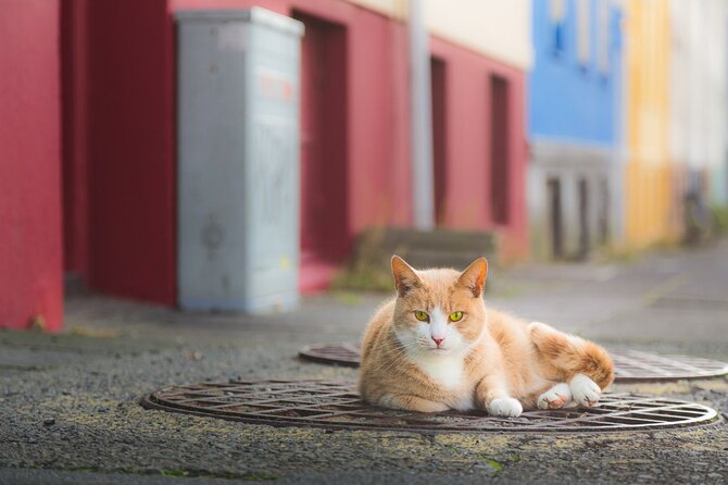 Private Reykjavik Cat Walking Tour - Meeting and Pickup