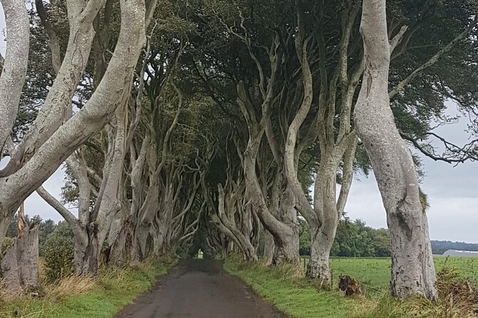 Private Tour of the Antrim Coast , Giants Causeway and Game of Throne Locations - Exploring the Giants Causeway: A Geological Marvel